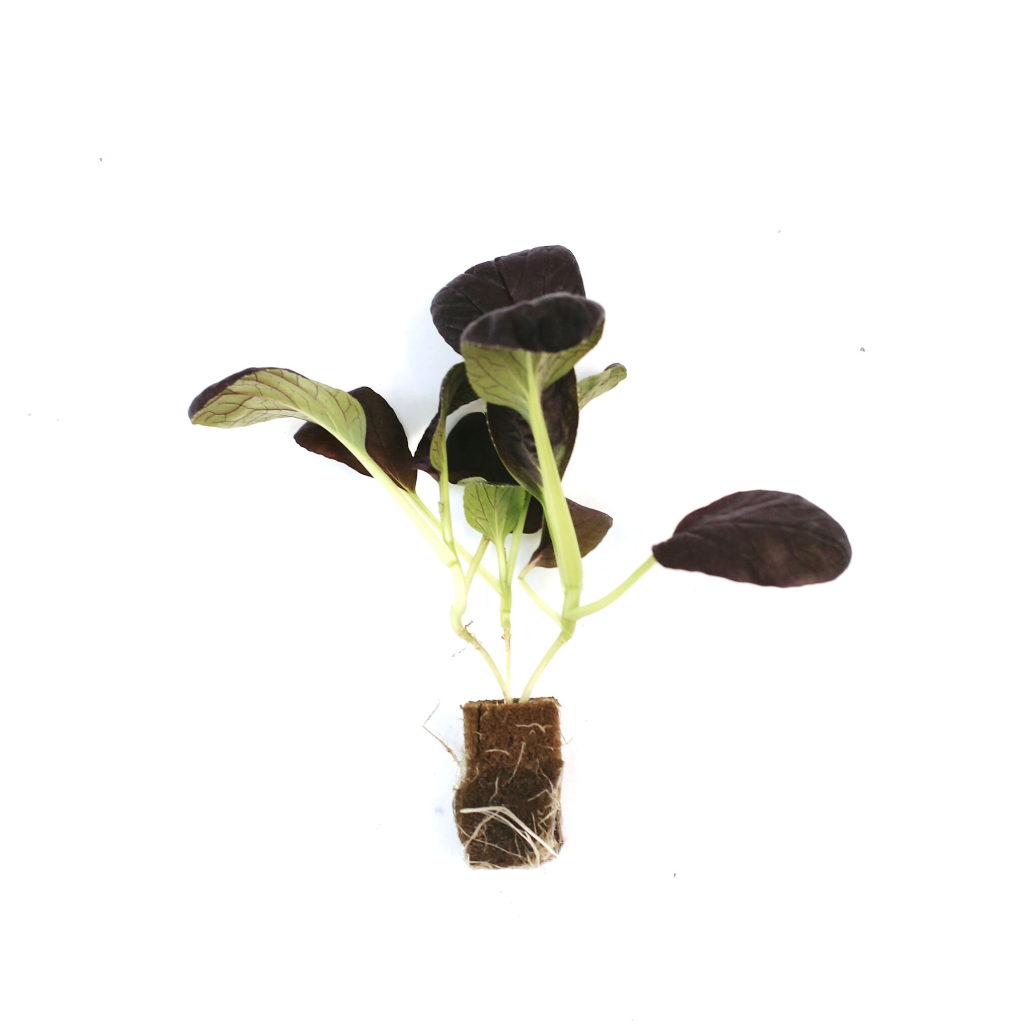 Red Pak Choi seedling - Space Farms