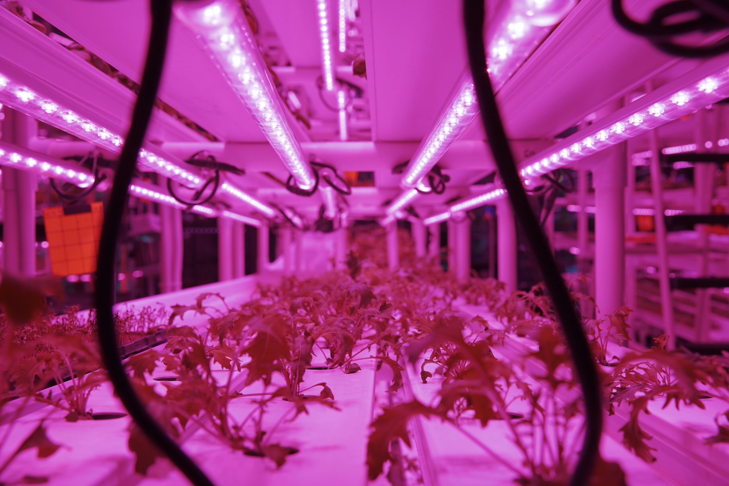 Space Farms - Pesticide-free, healthy greens and vegetables.